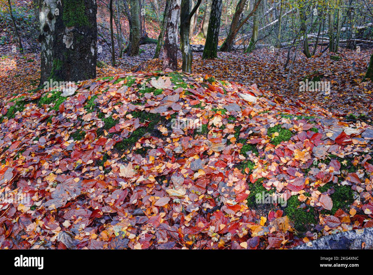 Woodland Autumnal colours all ways look good this time of the year in ...