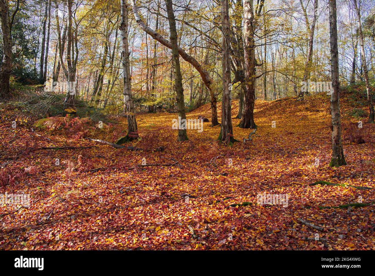 Woodland Autumnal colours all ways look good this time of the year in ...