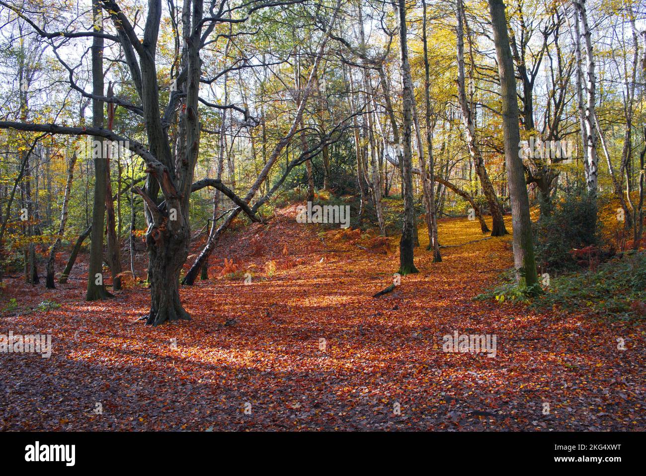 Woodland Autumnal colours all ways look good this time of the year in ...