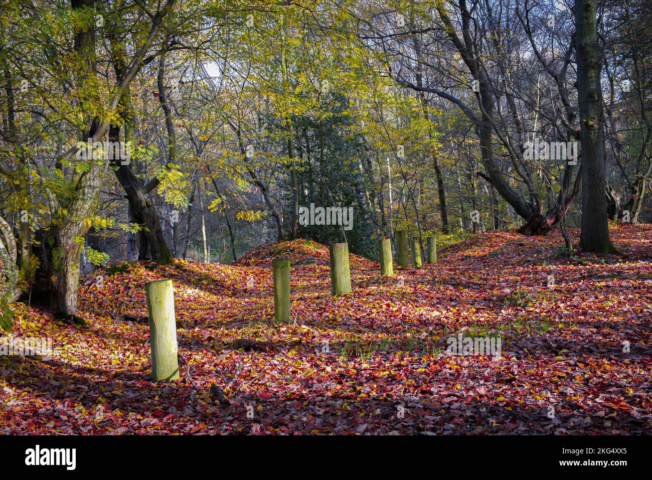 Woodland Autumnal colours all ways look good this time of the year in ...