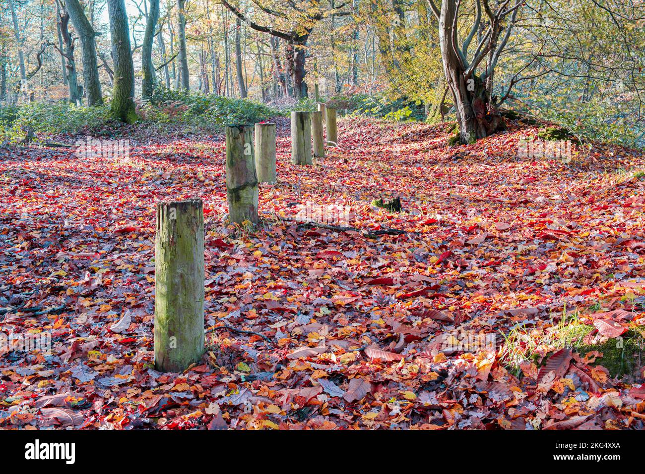 Woodland Autumnal colours all ways look good this time of the year in ...