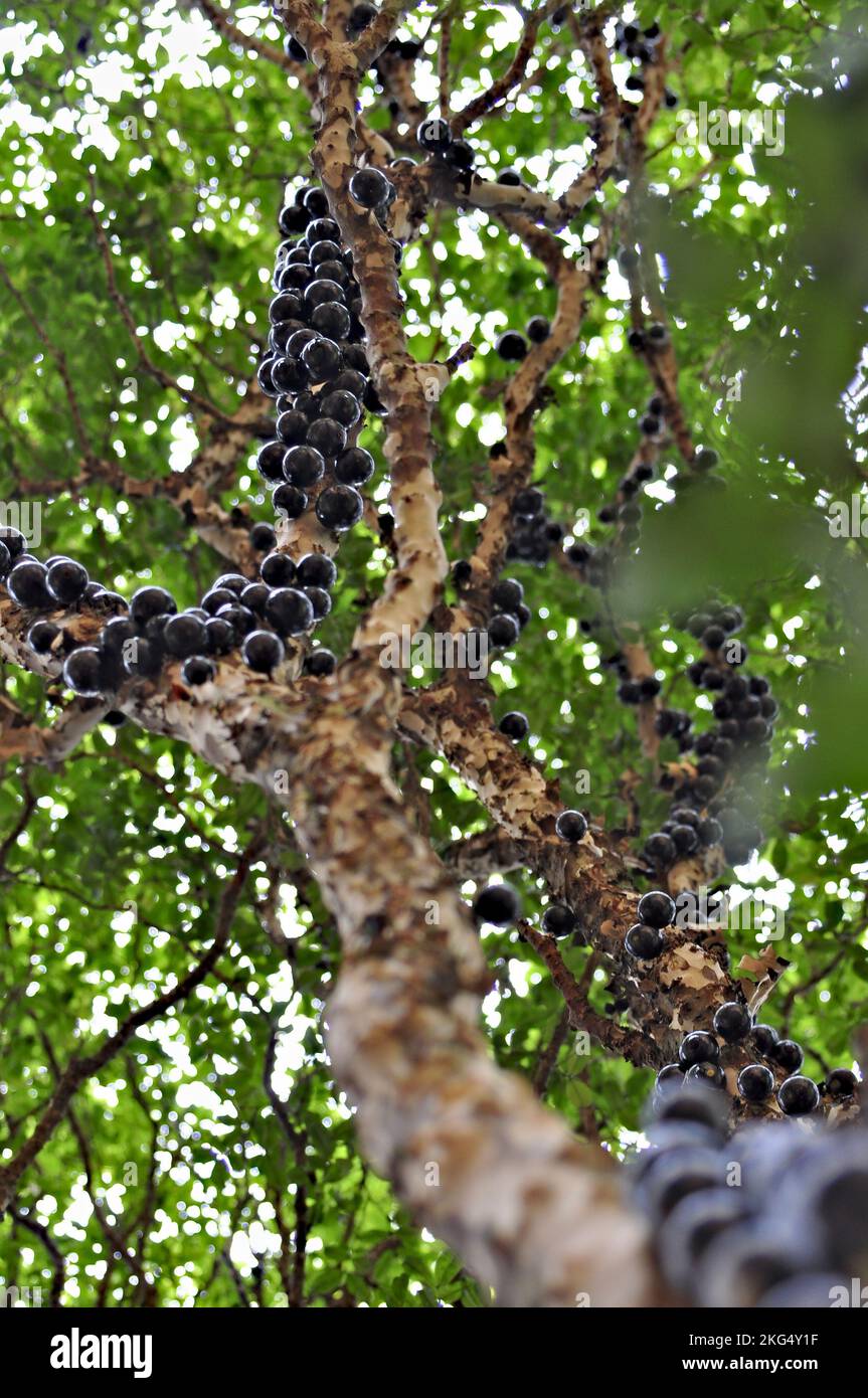 Jabuticabeira - jabuticaba tree Stock Photo - Alamy