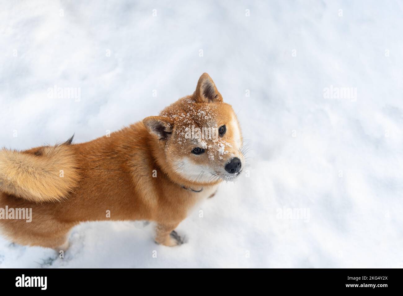 Shiba inu dog in winter. Face covered with snow Stock Photo - Alamy