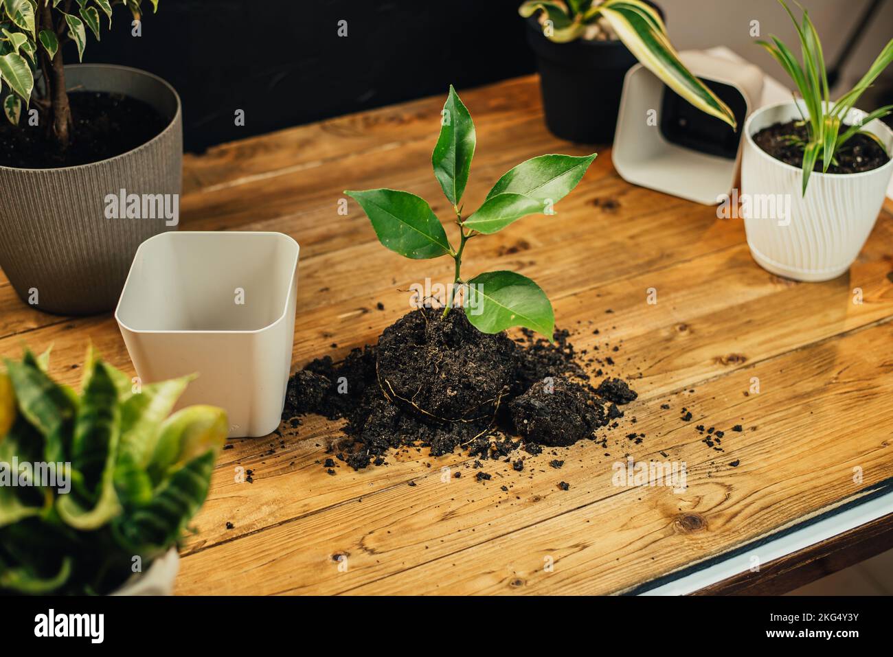 Spring Houseplant Care, repotting houseplants. Waking Up Indoor Plants ...