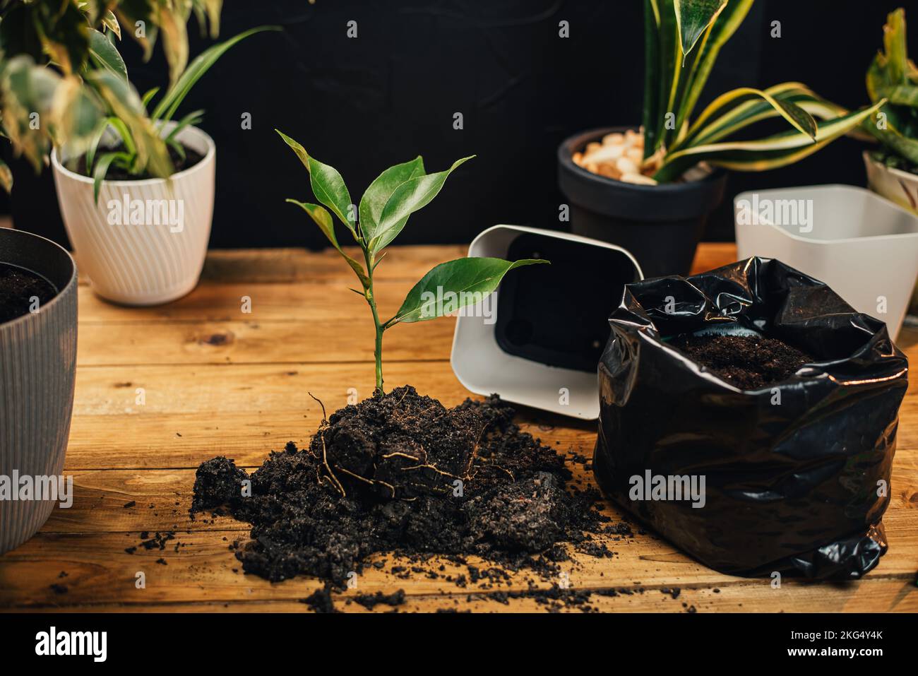 Spring Houseplant Care, repotting houseplants. Waking Up Indoor Plants ...