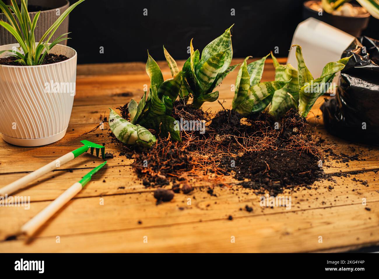 Spring Houseplant Care, repotting houseplants. Waking Up Indoor Plants ...