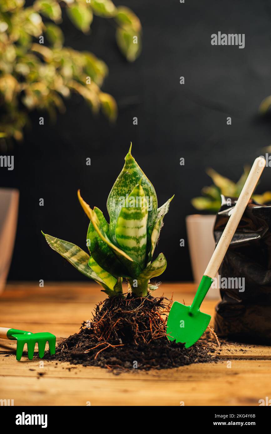 Spring Houseplant Care, repotting houseplants. Waking Up Indoor Plants ...