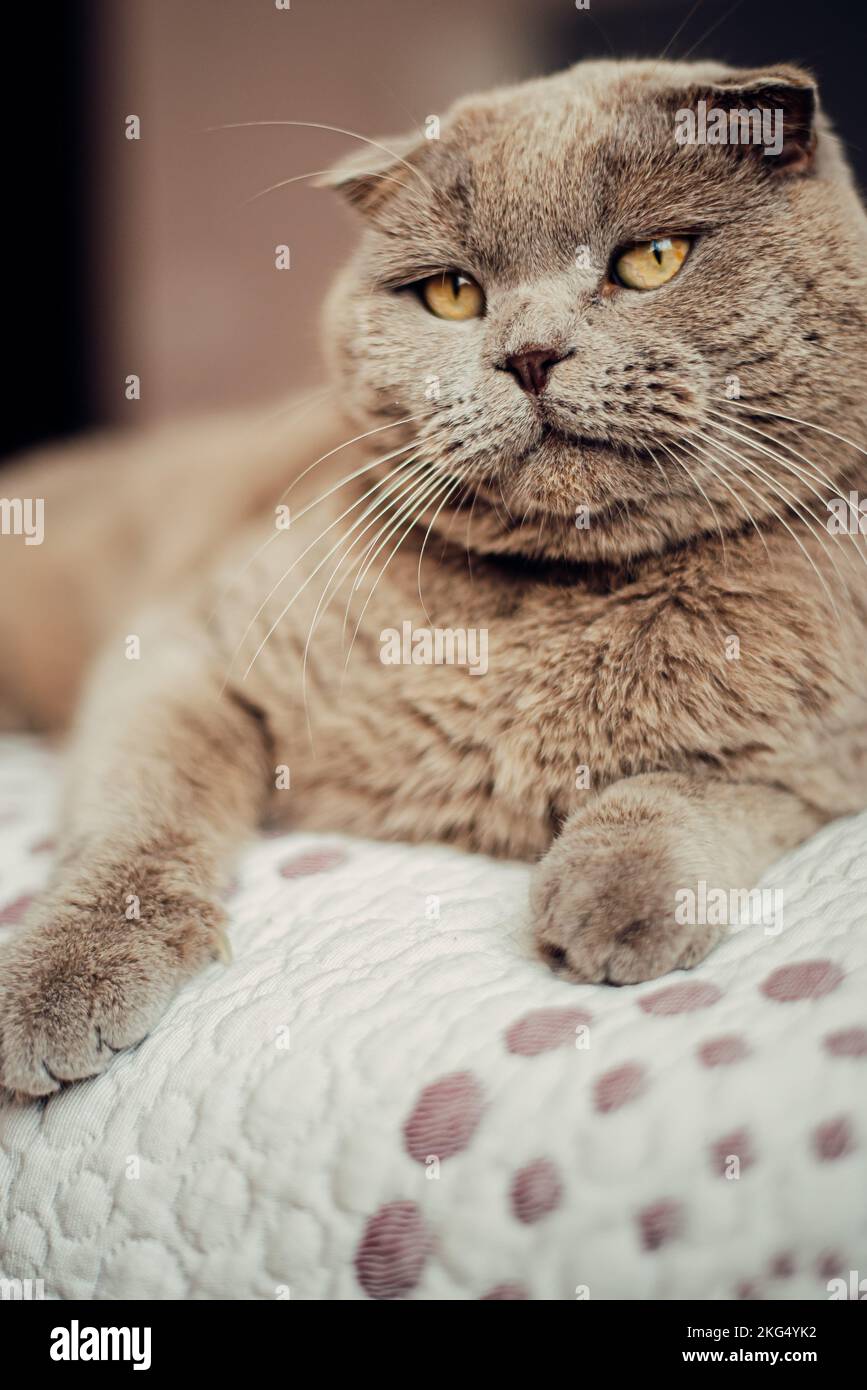 Beautiful grey cat lying on a soft , British Shorthair cat, adorable ...