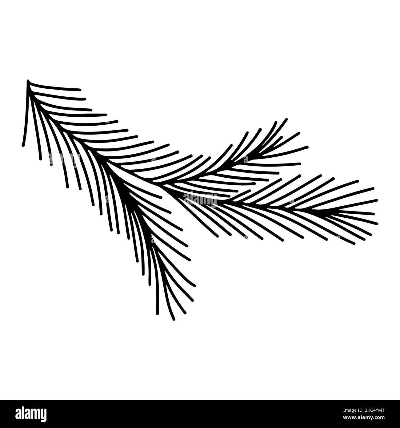 Christmas spruce tree branche. Christmas and holiday vector decoration ...