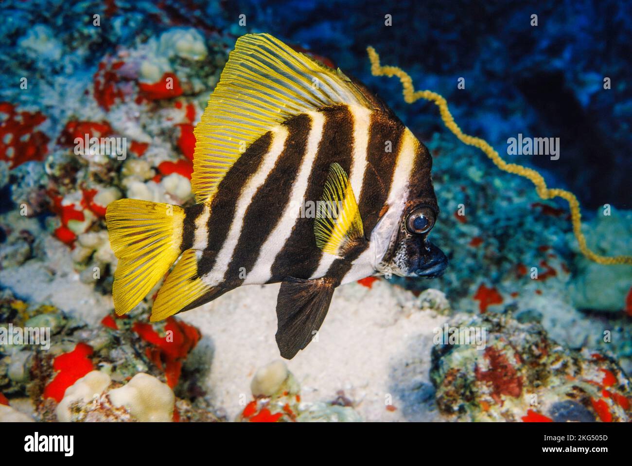 Striped boarfish hi-res stock photography and images - Alamy