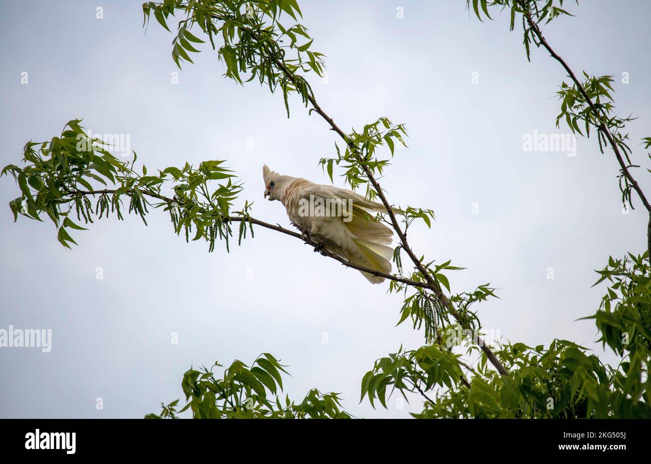 A Long-billed Corella (Cacatua tenuirostris) perching on a tree in ...