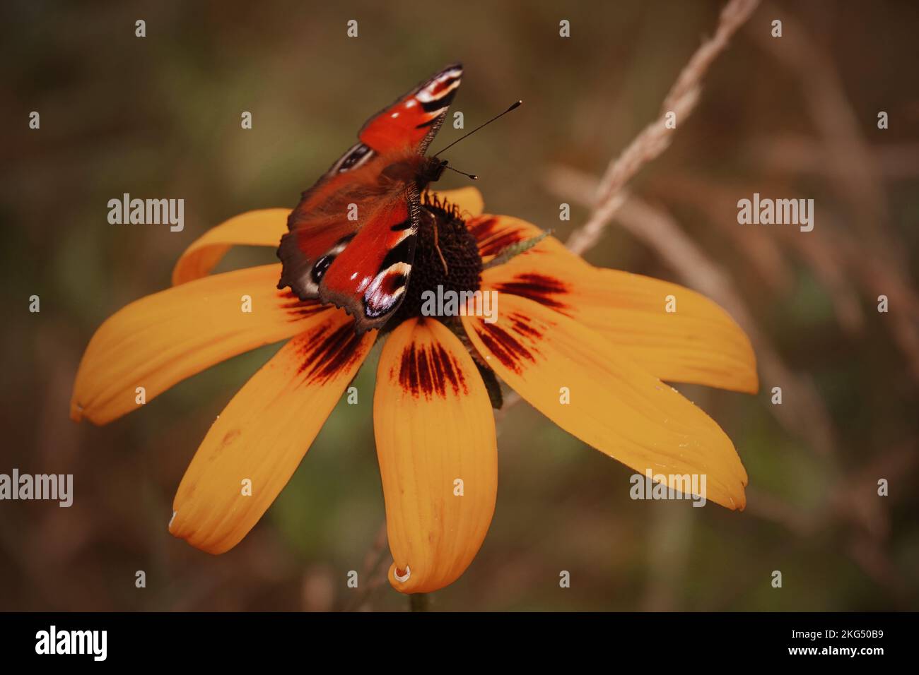 A Peacock butterfly ( European peacock or Aglais io) on a yellow ...