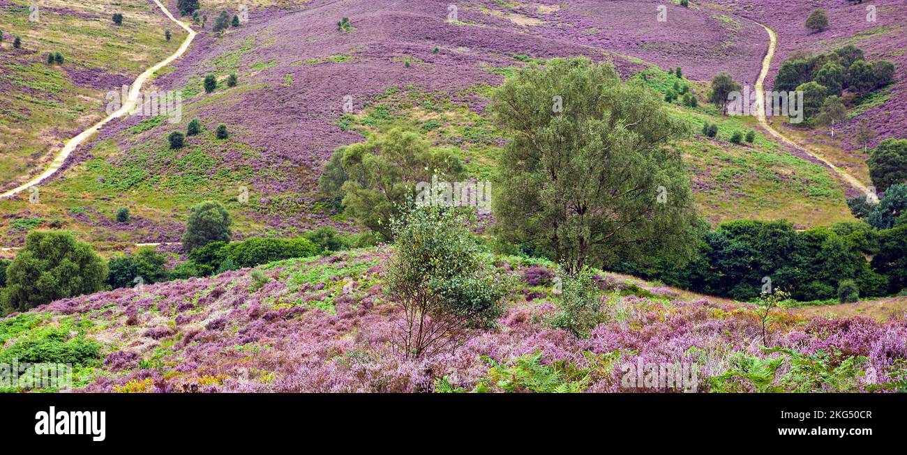 Footpaths and Heather on rolling heathland hills above Sherbrook Valley ...