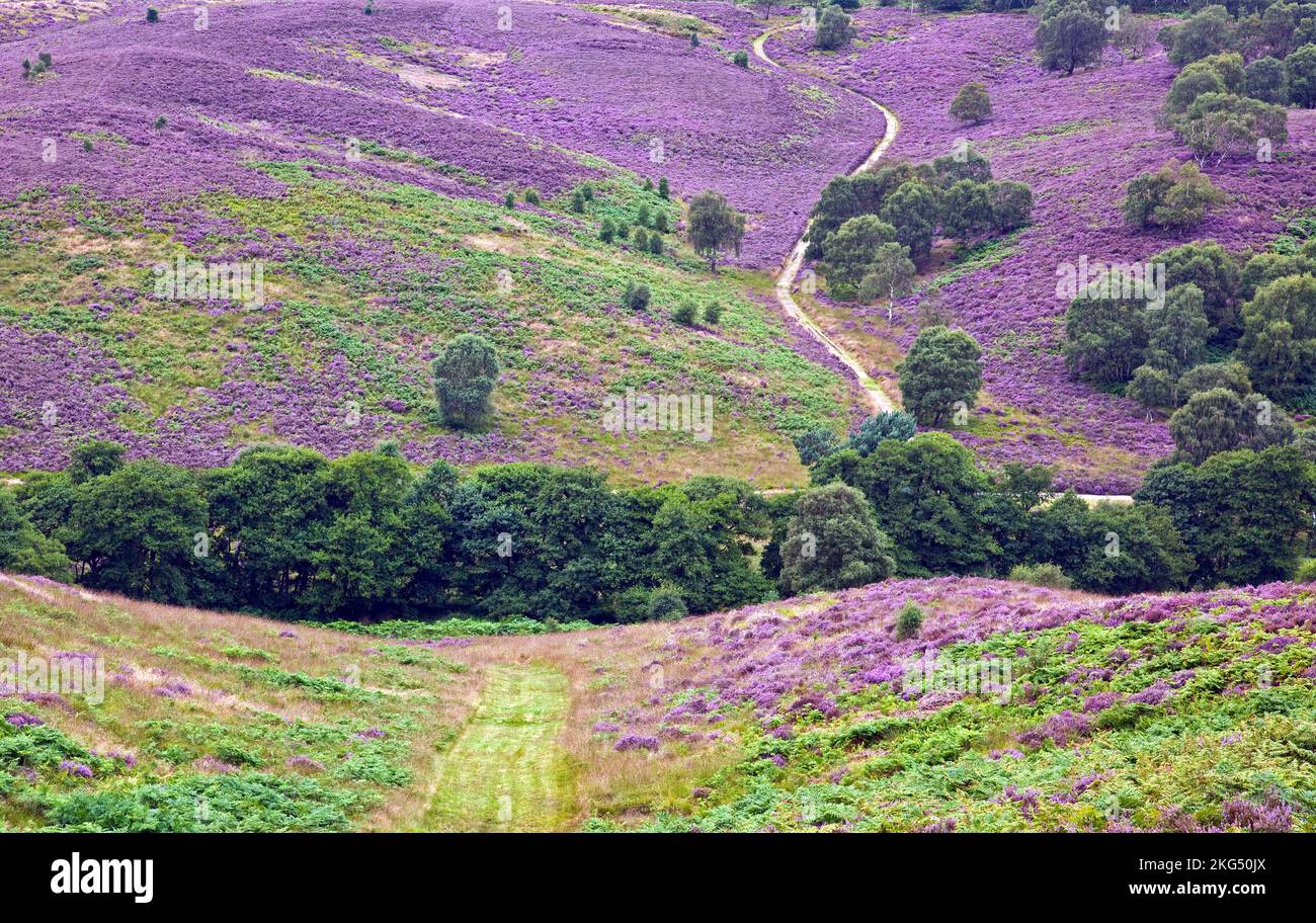 Footpaths and Heather on rolling heathland hills above Sherbrook Valley ...