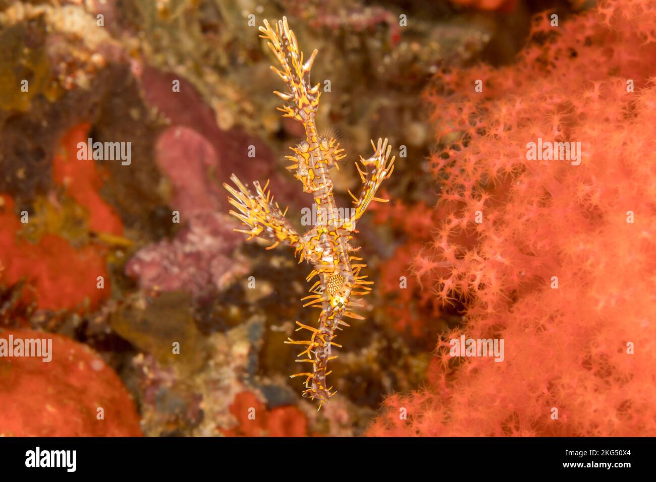 Solenostomus sp hi-res stock photography and images - Alamy