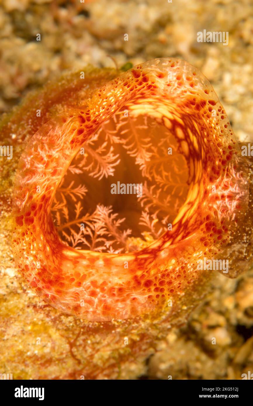 Tunicate polycarpa sp hi-res stock photography and images - Alamy