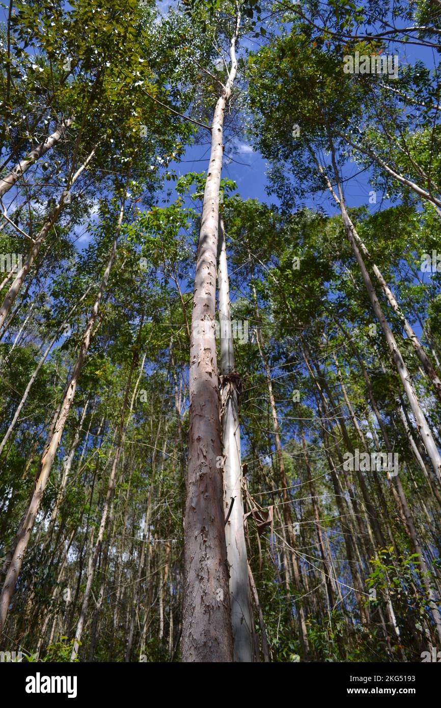 Eucalyptus tree plantation Stock Photo - Alamy