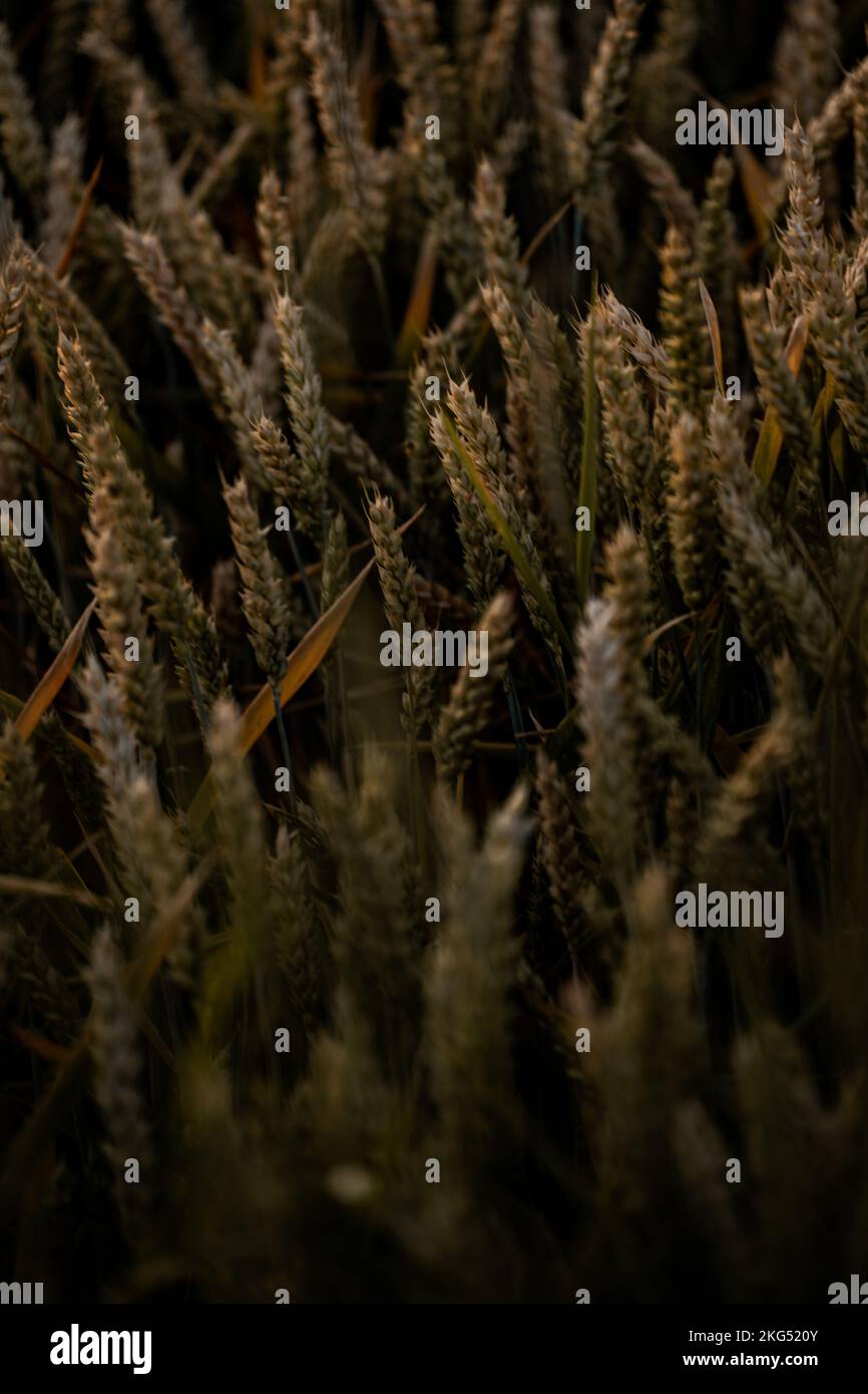 A selective focus shot of wheat in a field, vertical Stock Photo - Alamy
