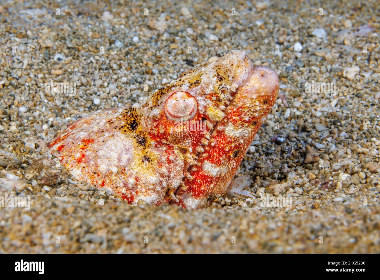 A close look at a Henshaw's snake eel, Brachysomophis henshawi, also ...