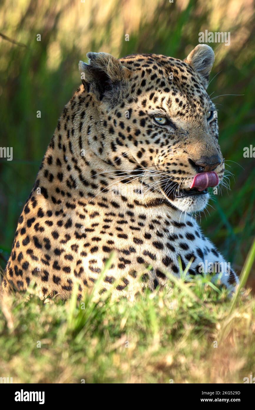 A vertical shot of a leopard licking its nose Stock Photo - Alamy