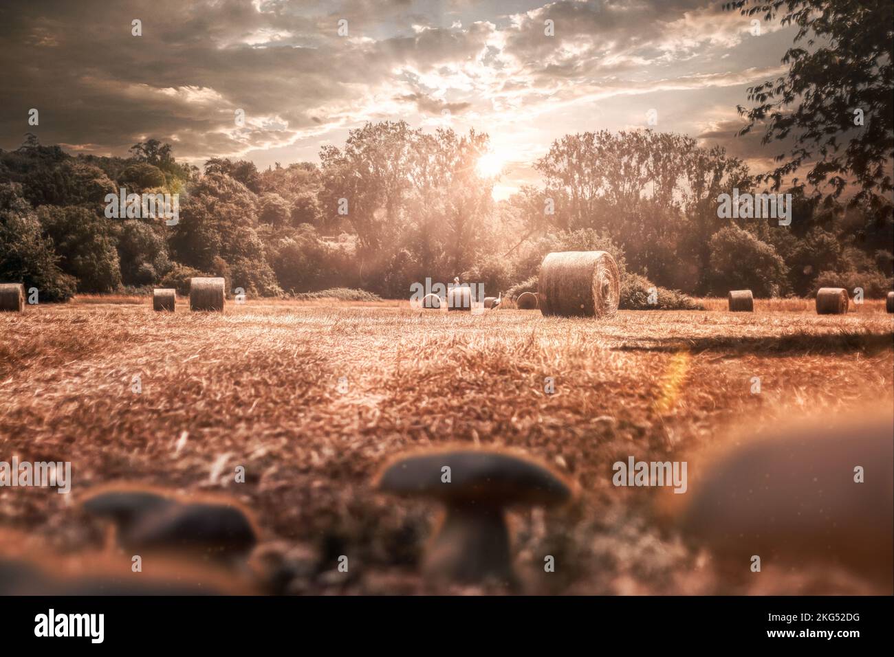 Field around crops in sunshine Stock Photo - Alamy