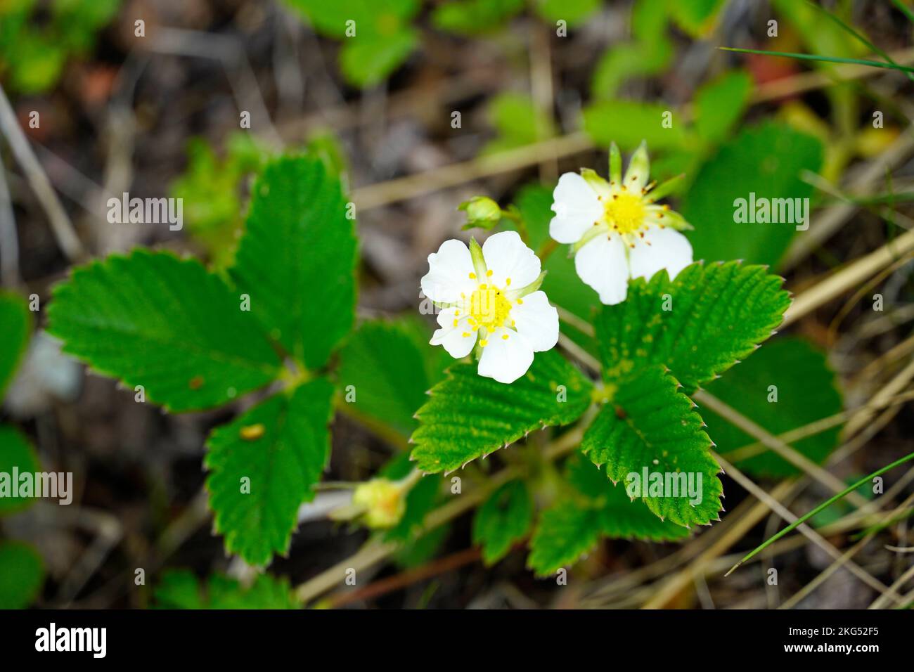A Closeup of a Flowering creamy strawberry, Fragaria viridis Stock ...