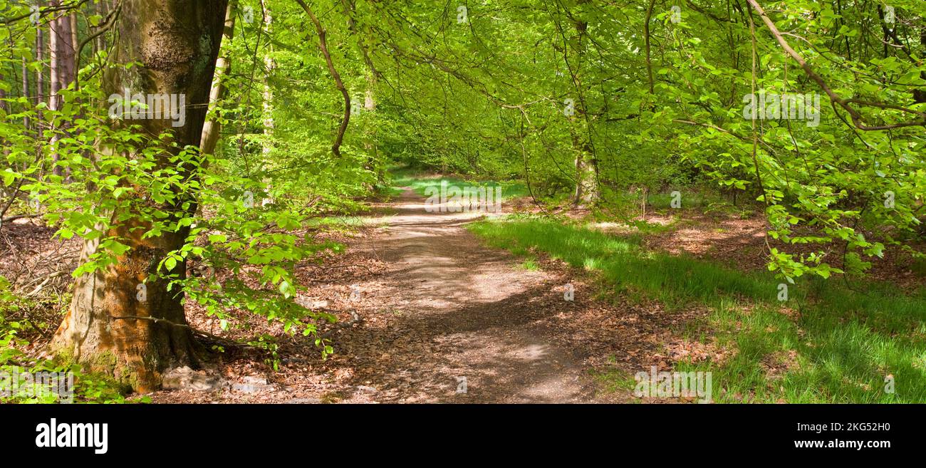 Beaudesert old park hi-res stock photography and images - Alamy