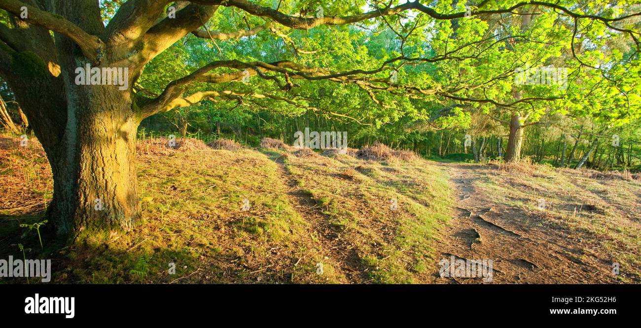Path with Oak tree on Cannock Chase Country Park AONB (area of ...