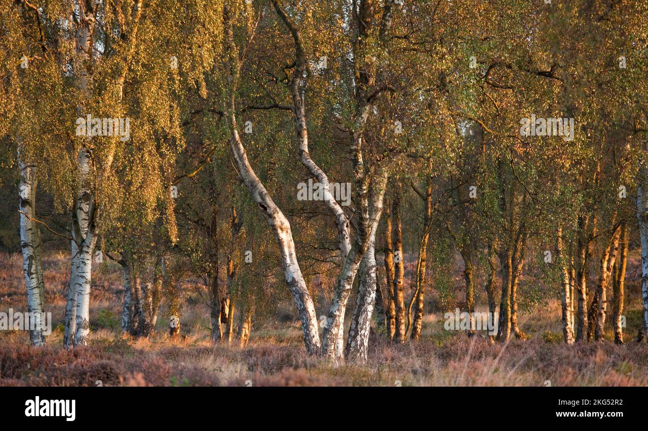 Copse of Silver Birch in autumn on Cannock Chase Area of Outstanding ...