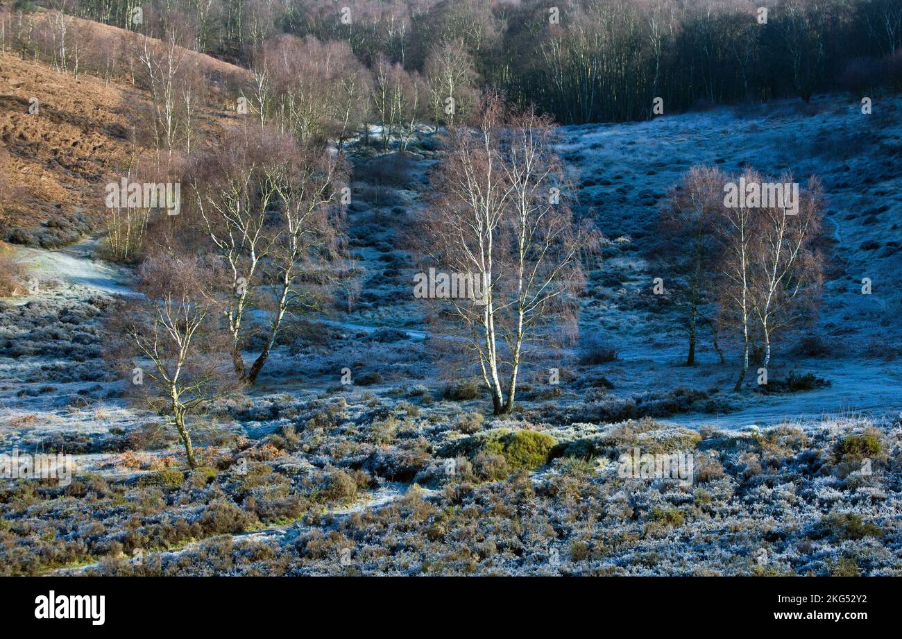 Landscape in winter on Cannock Chase AONB Area of Outstanding Natural ...