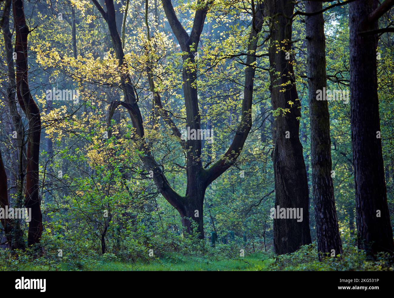 Mixed woodland in Spring showing backlit new growth of beech tree ...