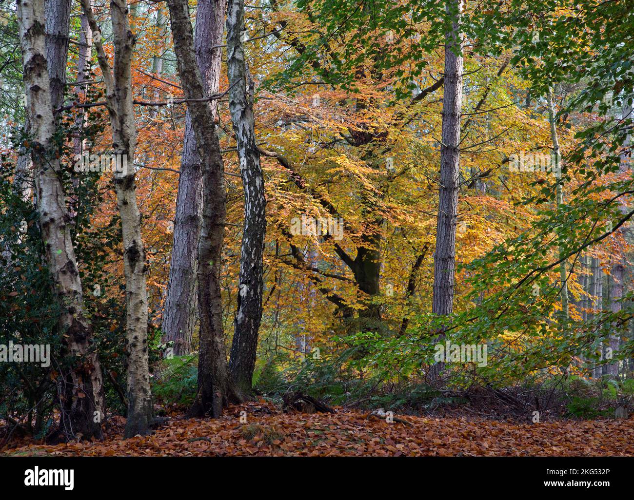 Deciduous woodland on Cannock Chase an Area of Outstanding Natural ...