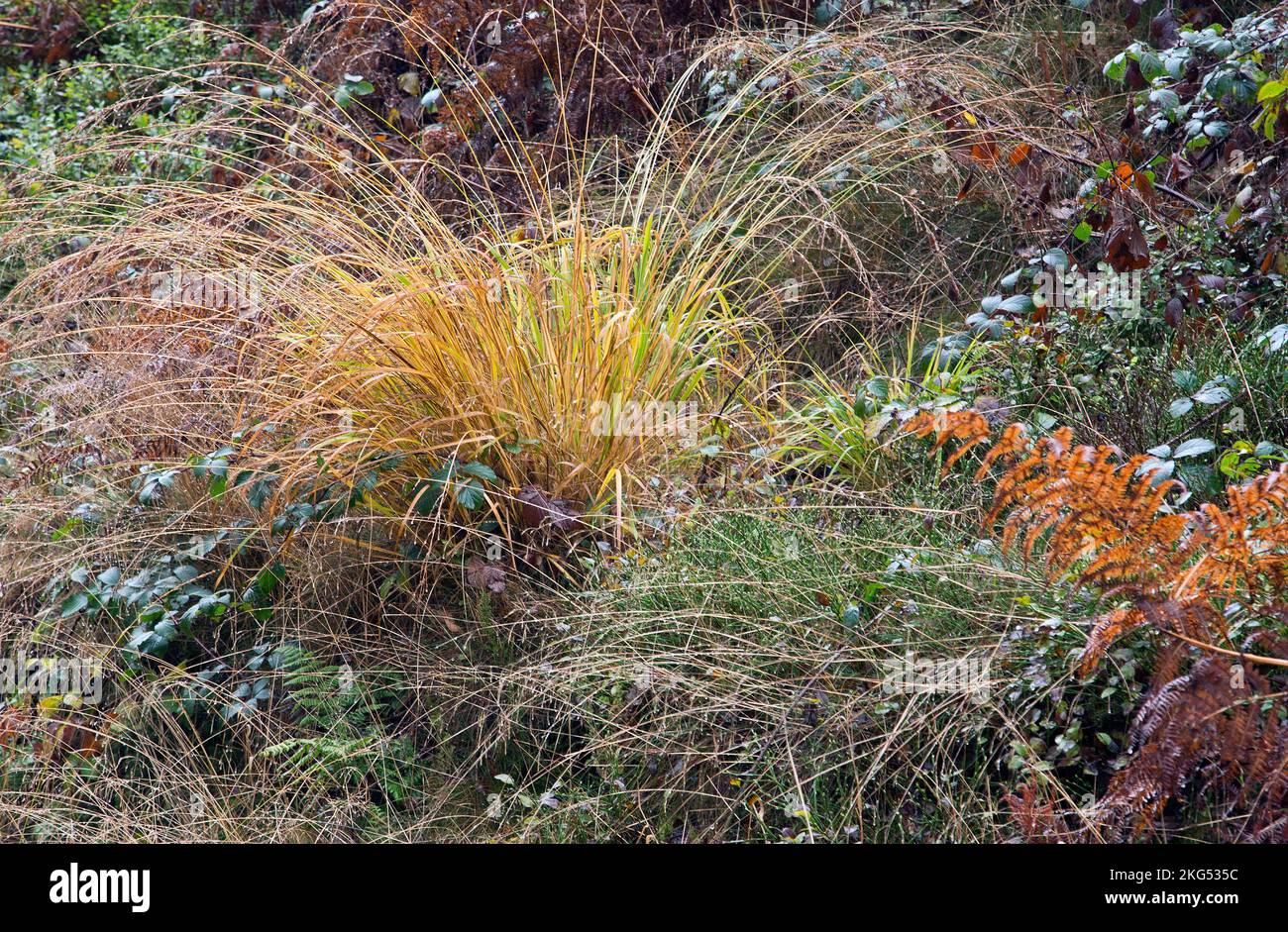 on Cannock Chase an Area of Vegetation on outskirts of Cannock Forest ...