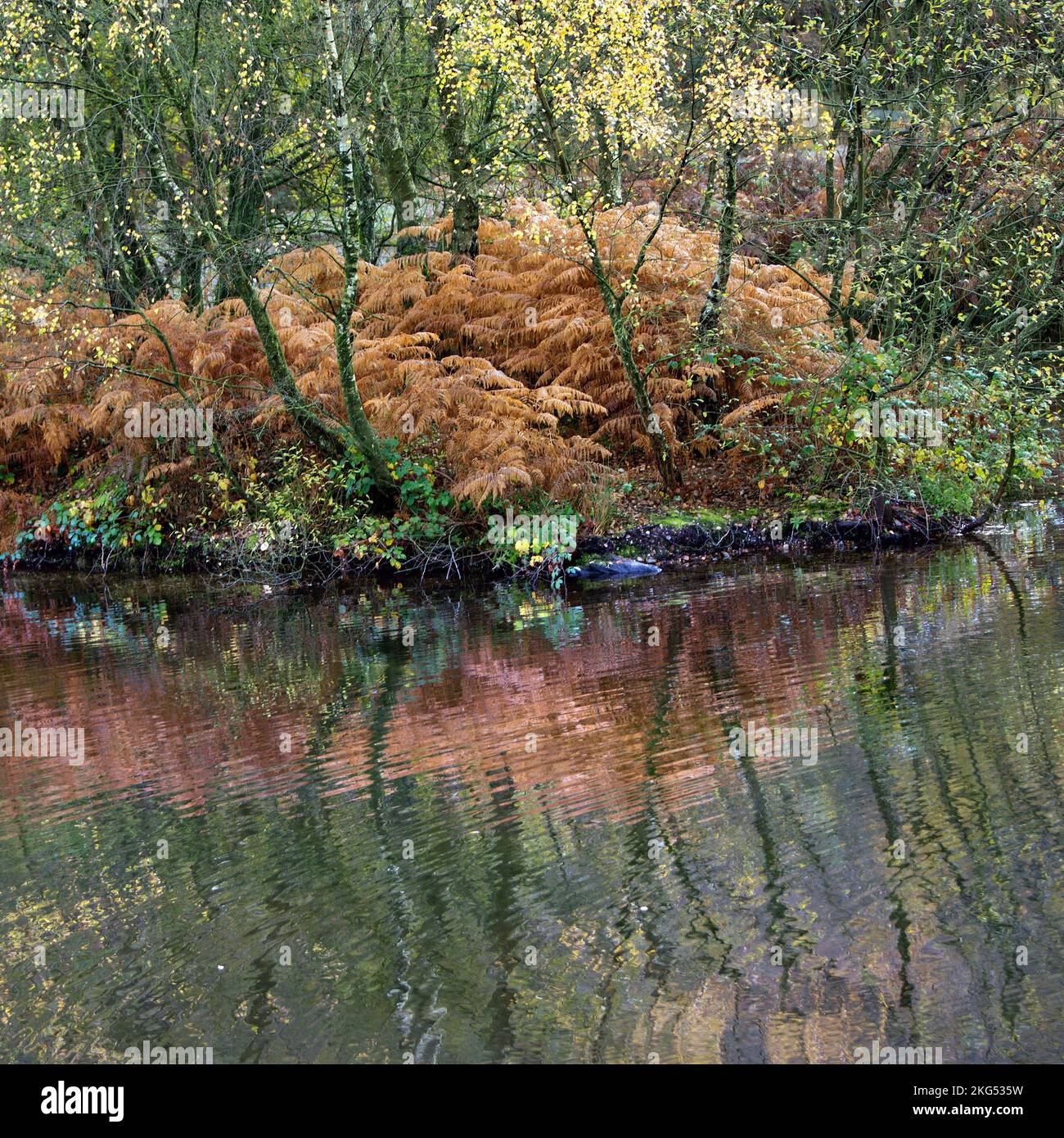 Autumnal hues and tints reflect in Fair Oak pools on Cannock Chase an ...