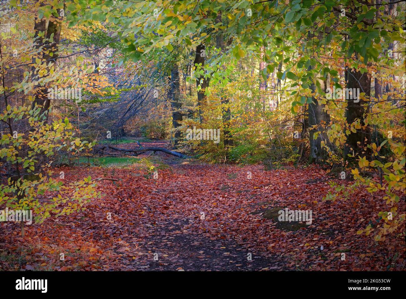 Deciduous woodland in autumn with tints and hues from Beech trees in ...