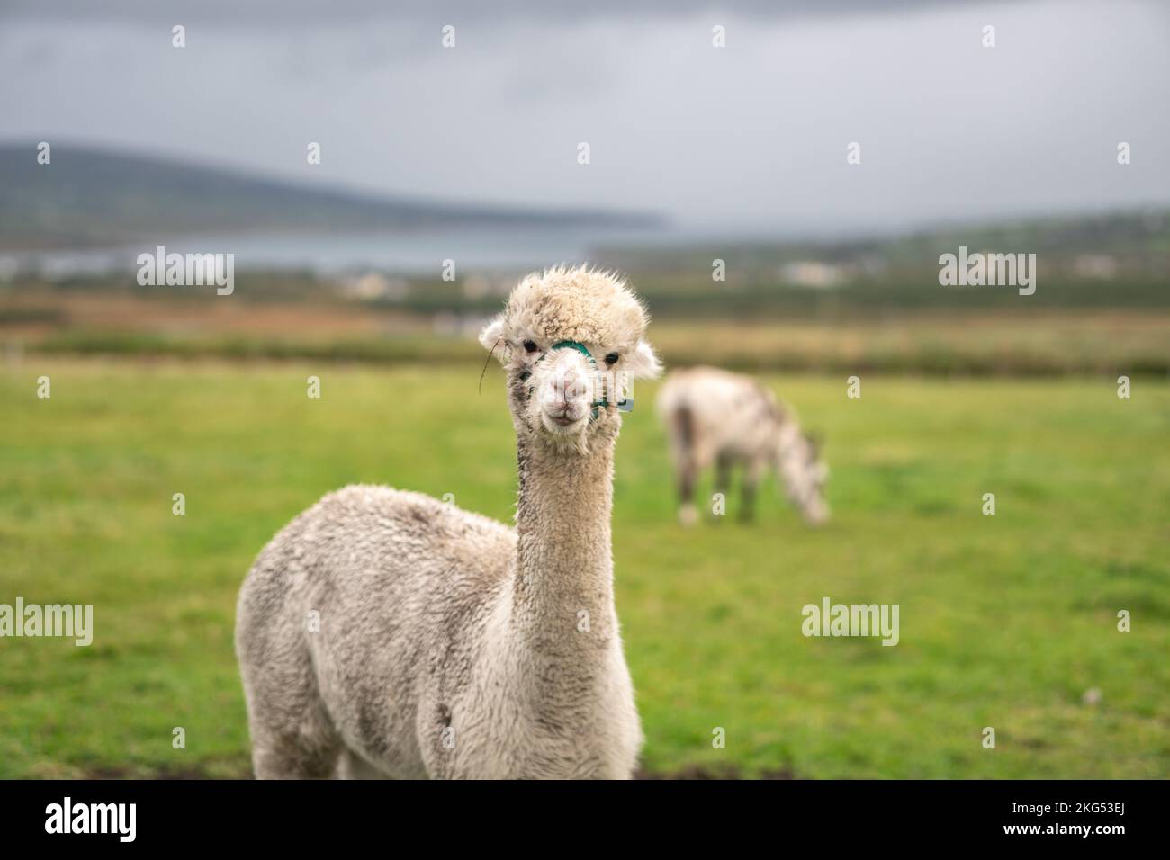 White alpaca on the grass, Ireland Stock Photo - Alamy