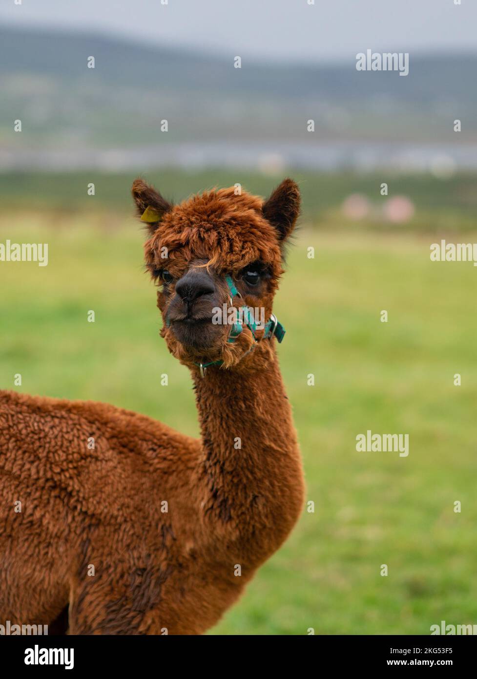 Closeup brown alpaca looking camera hi-res stock photography and images ...