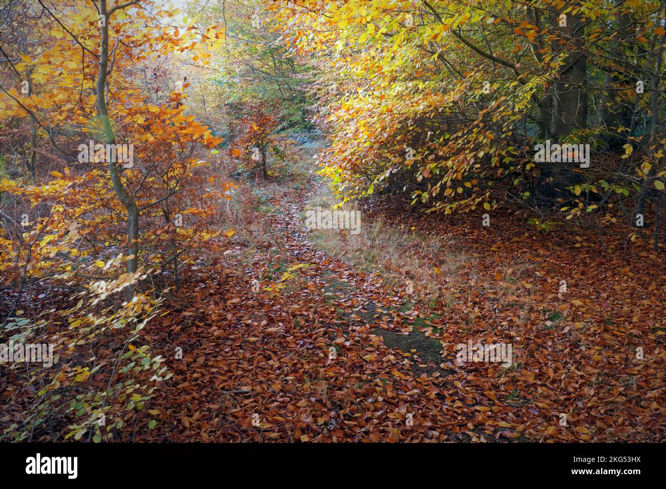 Woodland path in autumn with tints and hues from the Beech trees in the ...