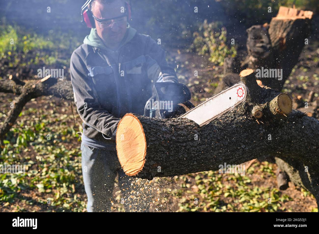 A man saws a tree with a chainsaw. Exhaust gases during the operation ...