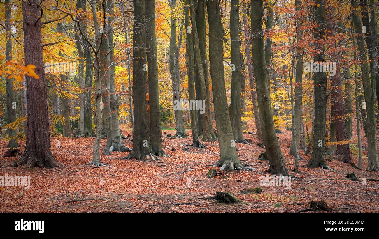 Woodland in autumn with tints and hues from Beech trees in the Cannock ...