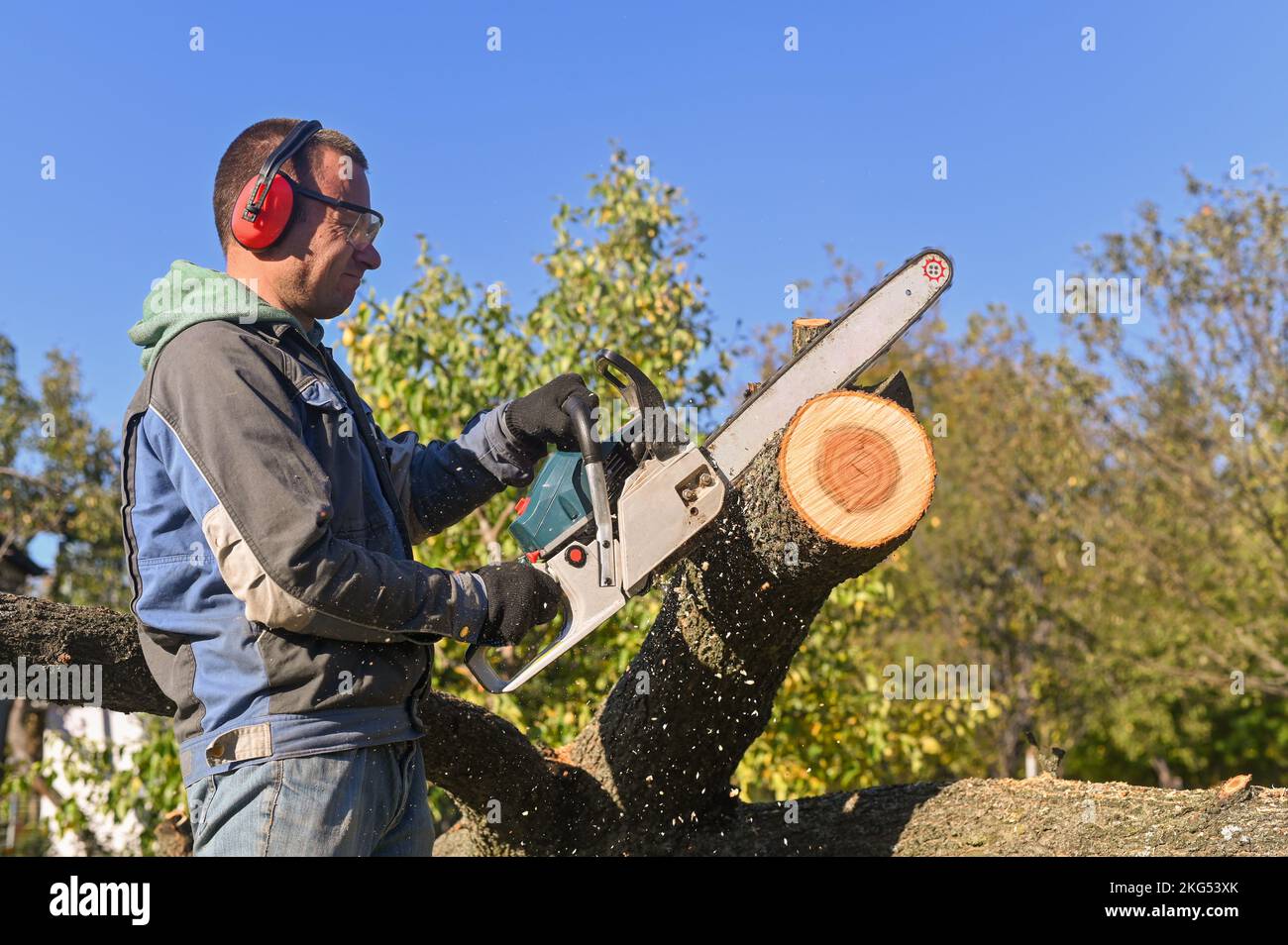A man is concentrating on sawing a tree with a chainsaw Stock Photo - Alamy