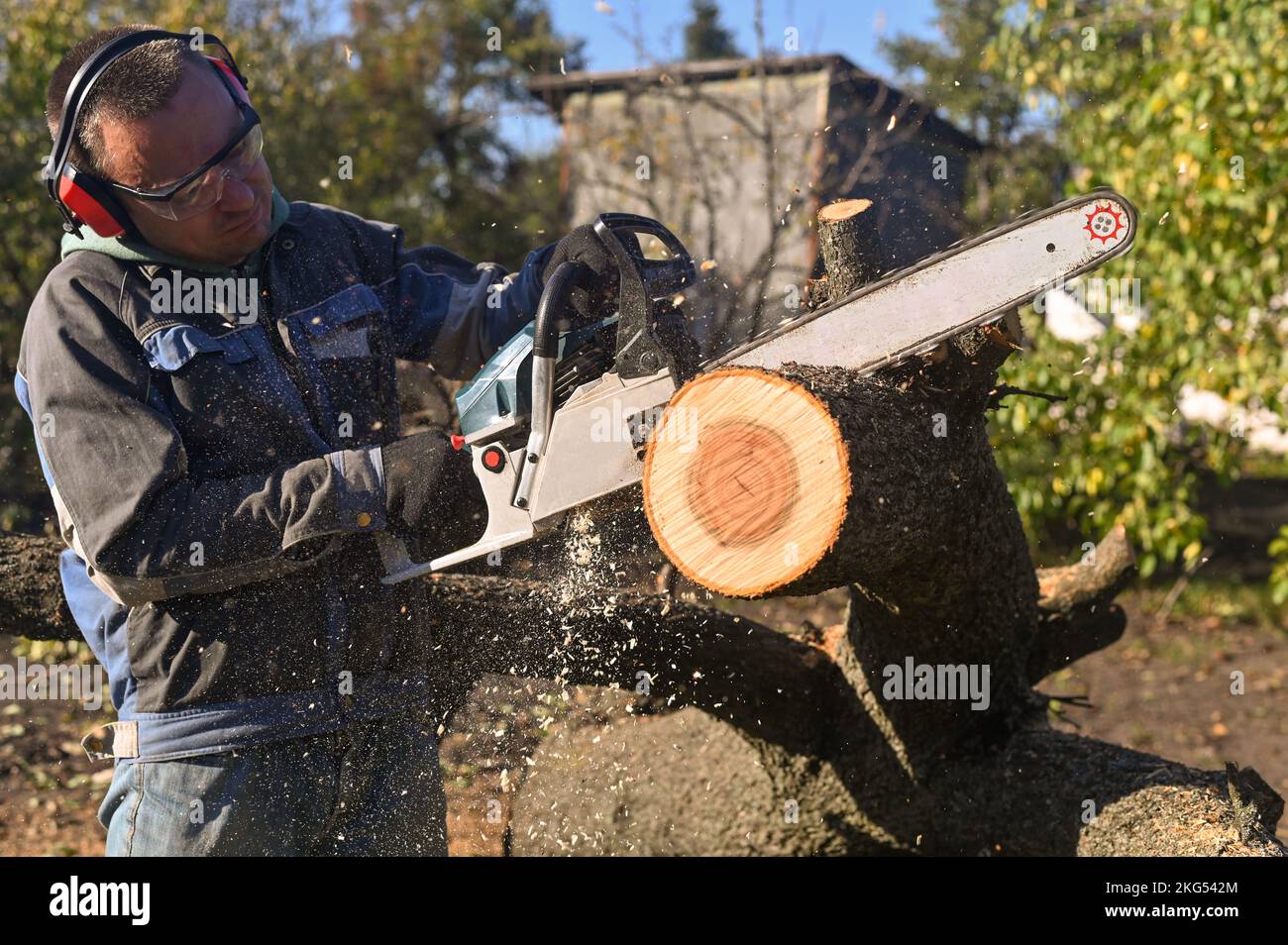 Tree sawing chainsaw fly sawdust hi-res stock photography and images ...