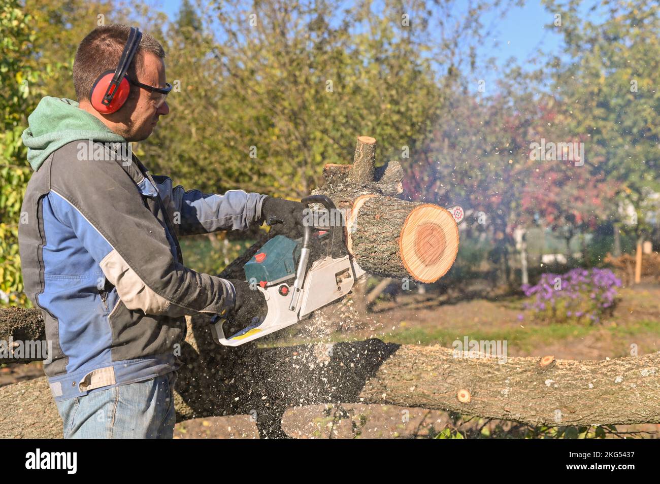Sawing a tree with a chainsaw. A man is working with a chainsaw in ...