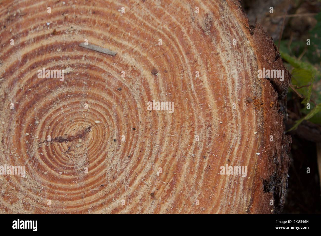 Closeup tree wood texture Stock Photo - Alamy