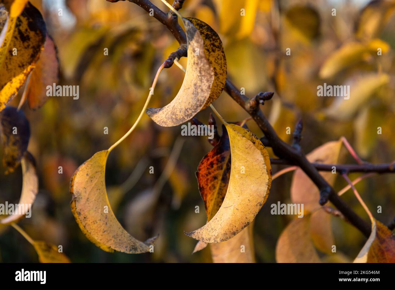 Cowbeech sussex hi-res stock photography and images - Alamy