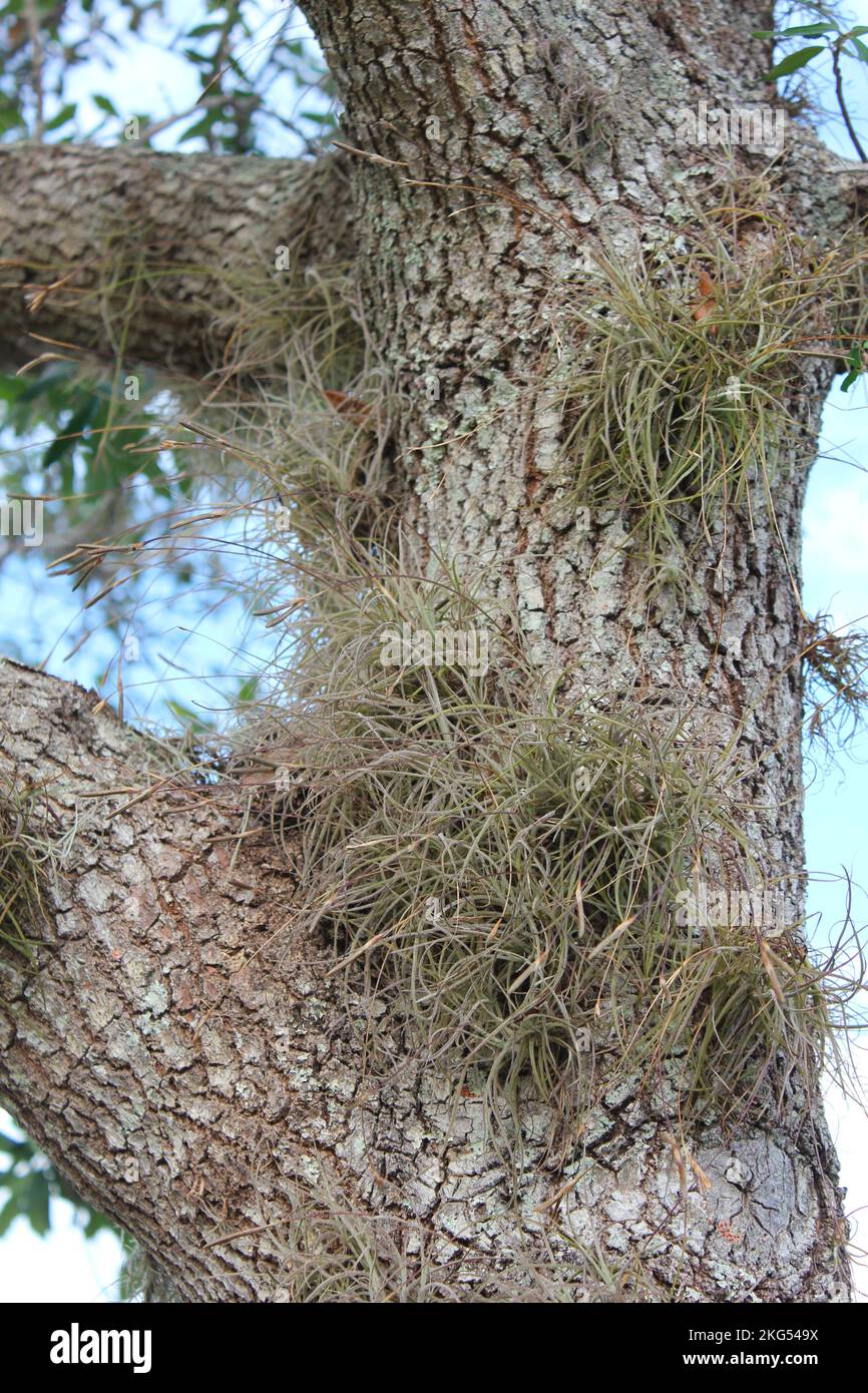 Closeup tree wood texture Stock Photo - Alamy