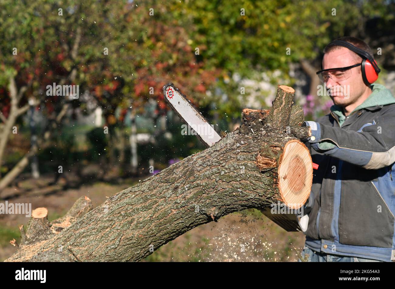 Sawing a thick tree with a chainsaw. Splinters are flying Stock Photo ...