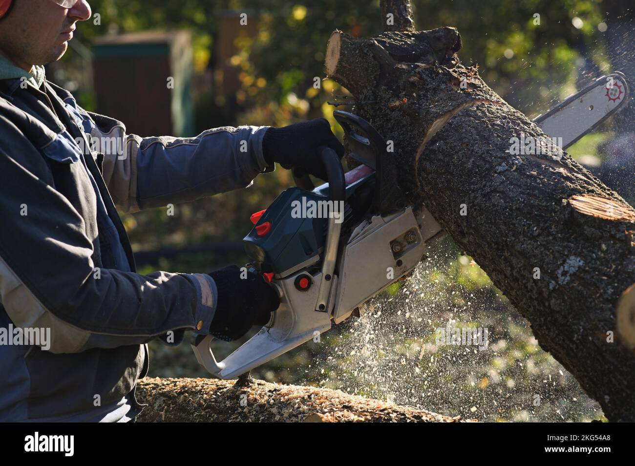 An employee saws a tree with a chainsaw. sawdust is flying Stock Photo ...