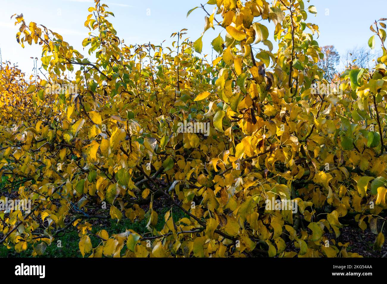 Pear tree in autumn hi-res stock photography and images - Alamy