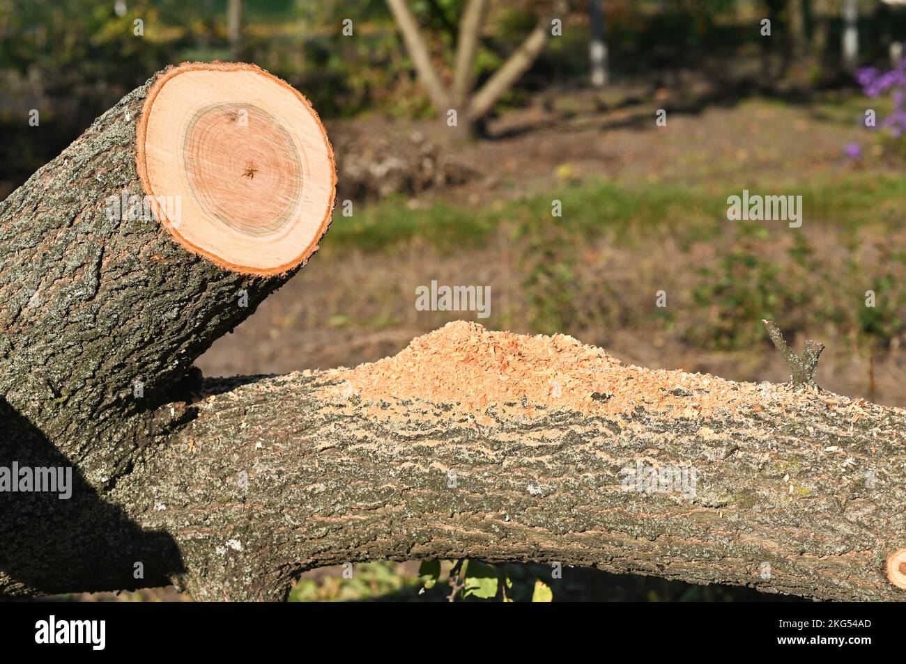 sawdust is lying on top of a fallen tree Stock Photo - Alamy